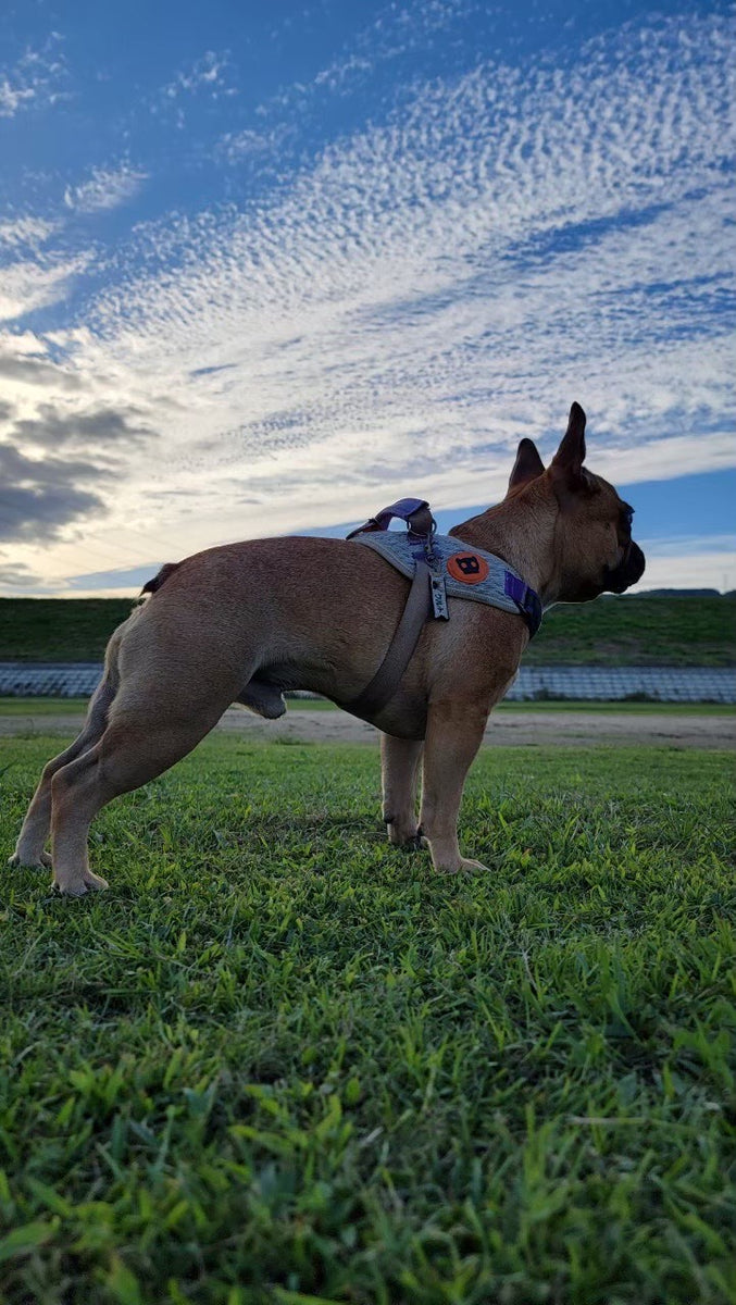 zee.dog FLY HARNESSES – BUHISOL